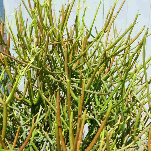 多肉植物の『ミルクブッシュ』の鉢植えです。全体のは高さは約70cmです。多肉植物なので土が乾いたのを確認してからたっぷり水やりをして下さい。寒さには弱いので冬は室内で管理して下さい。暑さには強いので暖かい時期は直射日光に良く当てて下さい。 ...