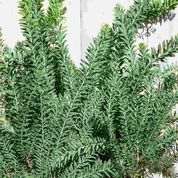 アカシア『ブルーブッシュ』の苗木です。草丈は低いですが、脇枝が充実した優良株です。アカシアの中でも最も美しいシルバーブルーの葉と言われる品種です。春には黄色の丸い花も楽しめます。寒冷地以外でしたら庭植えで楽しめます。シンボルツリーとしてもお...