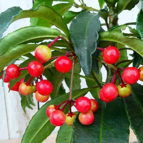 大実万両の鉢植えです。色づき始めた実がついています。暑さ寒さに強い丈夫な低木です。一年中青々と葉を茂らせますのでいつもきれいにしておきたい植え込みに最適です。庭植え、鉢植えどちらでも元気に育ちます。 ポットの直径は15cm（5号）です。 2