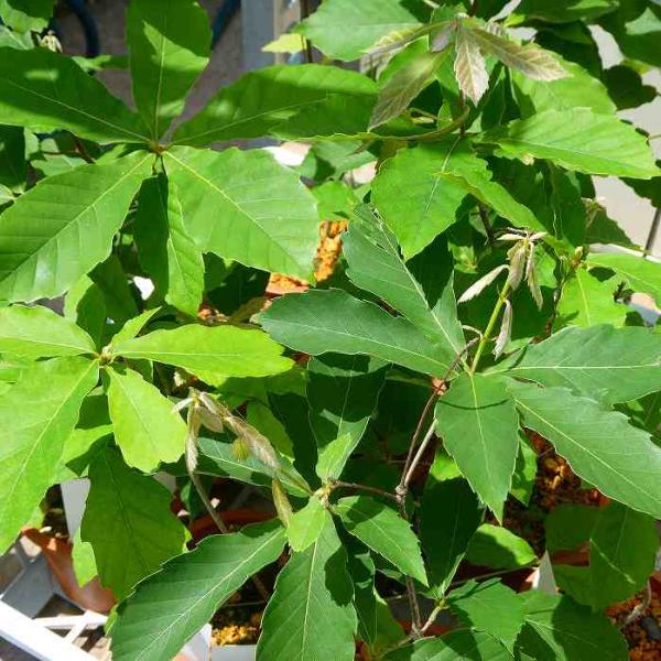 コナラの小さい苗木です。お届け時期によっては、落葉状態の場合がございます。大きく育てば秋にはドングリがなる木です。地植えにすると大きく育つ高木ですが鉢植えにすれば高さを抑えて楽しめます。雑木盆栽の素材として使えます。 ポットの直径は10.5...