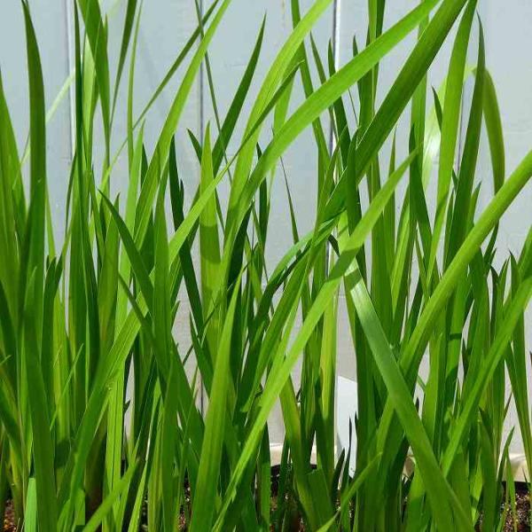 菖蒲の苗です。3月22日現在、地際から芽が出始めた状態です。暖かくなるにつれて葉が伸びてきます。端午の節句の菖蒲湯に入れる植物です。暑さ、寒さ共に強く良くふえる強健な植物です。花菖蒲とは別の植物で、花を楽しむ事はできませんが、葉は爽やかな香...