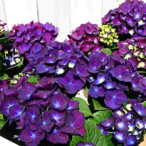 アジサイの『ディープパープル』の開花苗です。深い色合いの紫花です。直射日光にも強い品種だそうですので日差しに徐々に慣らして頂ければ屋外の日当たりにも飾って頂けます。 ポットの直径は10.5cm（3.5号）です。 2