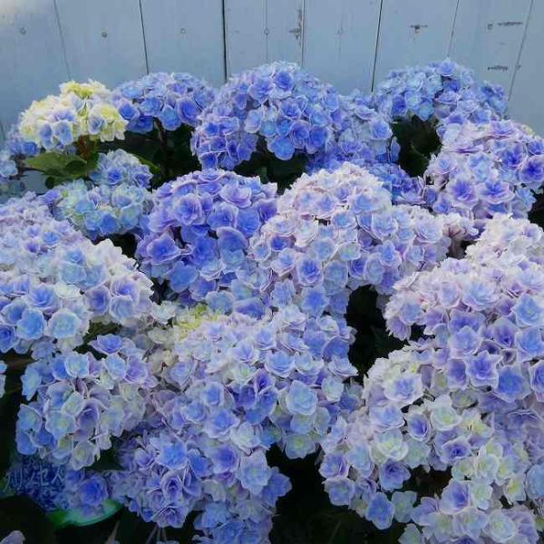 アジサイ『プリンセスシャーロット』の鉢植えです。青と白の2色の花びらの八重咲きです。花が終わったらなるべく早く切り戻すと来年もコンパクトに楽しめます。ギフトでご利用の場合は写真の様なラッピングをいたします。 鉢の直径は15cm（5号）です。 2