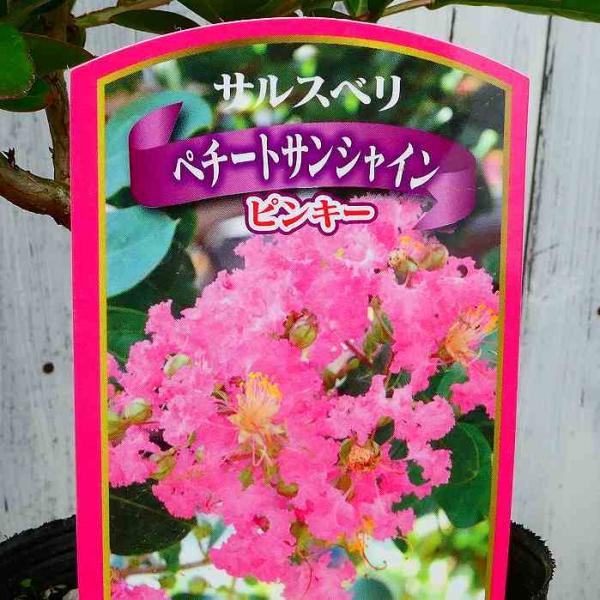 矮性サルスベリ『ペチートサンシャイン＊ピンキー』の苗木です。2枚目の写真の株のいずれかをお送りします。花が少なくなる夏の間に咲く花木です。コンパクトに育つ品種で株が若い内から沢山咲きます。鉢栽培も可能です。暑さ、寒さ共に強い落葉樹です。落葉...