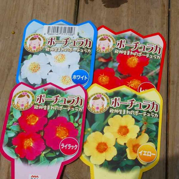 ポーチュラカの苗、1ポットです。4色セットで入荷しました。花色はお任せとさせてください。夏中、カラフルな色合いの花が楽しめます。厳しい日差し、暑さ、乾燥に強い夏の花です。草丈を低く抑えたいスペースにお勧めです。 ポットの直径は10.5cm（...