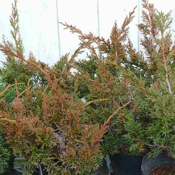 紀州真柏の苗です。写真の入荷品から選んでお送りします。株の選定はお任せとさせてください。盆栽として栽培する苗木としてお勧めです。 ポットの直径は12cm（4号）です。 2