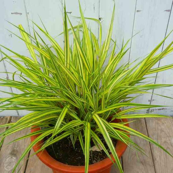 斑入りの風知草の鉢植えです。明るい色合いの葉色を春〜秋まで楽しめます。暑さ寒さに強い丈夫な宿根草です。四季折々美しい姿を楽しめる植物です。春の芽吹き、夏は涼しげに風にそよぐ姿、秋には繊細な銀色の穂が楽しめます。初冬の葉が枯れて行く姿さえも風...