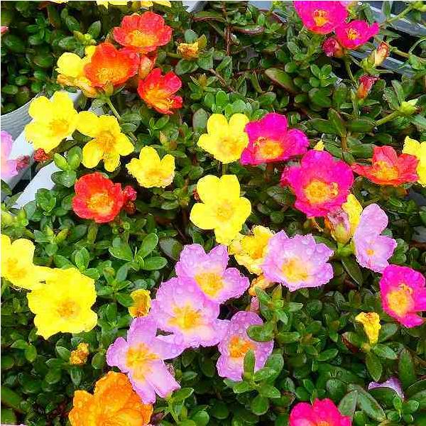 ポーチュラカの寄せ植えの苗、1ポットです。1ポットに数色寄せ植えになっています。カラフルな色合いが楽しめます。厳しい日差し、暑さ、乾燥に強い夏の花です。 ポットの直径は10.5cm（3.5号）です。 2