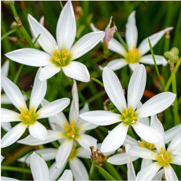 玉すだれ（ゼフィランサス）の苗です。晩夏〜秋にかけて真っ白な花がたくさん咲きます。性質は非常に強健で手間はほとんどかかりません。植え放しで殖えてくれます。 ポットの直径は9cm（3号）です。 2