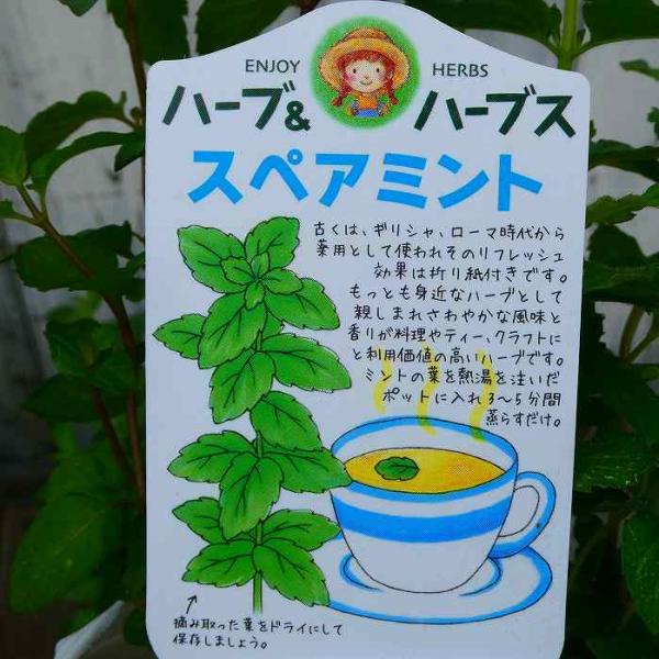 スペアミントの苗です。爽やかな香りのミントです。生育旺盛なので地植えよりも鉢植えがお勧めです。 ポットの直径は9cm（3号）です。 2
