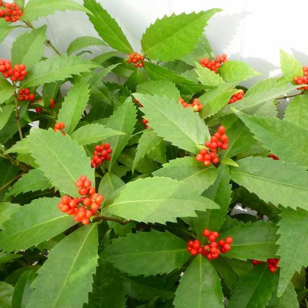 赤実の千両の鉢植えです。真夏の強い日差しが当たる場所には適しません。明るい日陰や東向きの場所が適します。寒冷地以外なら屋外で管理できます。 ポットの直径は15cm（5号）です。 2