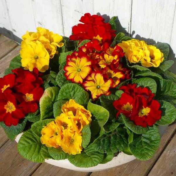 春まで長く楽しめるプリムラの寄せ植えです。花の傷みを避けるため霜が降りる地域では、夜だけ玄関先に取り込みをお勧めします。写真の寄せ植え、現品のお送りです。鉢の直径は30cmです。玄関先のお正月の彩りや年末、年始のギフトにもオススメです。日当...