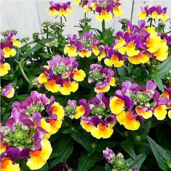 大輪のネメシア『チョコバナナ』の苗です。生産量の少ない希少品種です。甘い香りも楽しめる品種です。フワフワとした株姿をお楽しみ頂けます。比較的寒さに強く、関東以南の暖地であれば、戸外で常緑で冬越し可能です。種が出来ない品種の為、株に栄養が行き...