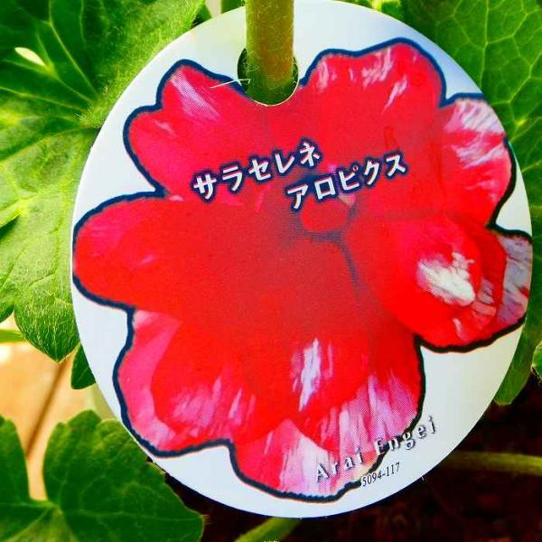 ラナンキュラス《ランドセルシリーズ＊サラセレネ＊アロピクス》の苗です。ツヤツヤの花びらが日差しに当たるとキラキラと輝きます。春の間咲き、夏以降は休眠に入ります。秋から葉の展開が始まります。年々大株になります。寒さに比較的強いですが、霜や雪が...