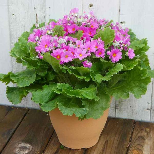 プリムラマラコイデスの鉢植えです。春まで長く楽しめます。本来は寒さに強いお花ですが温室で栽培されている物なので室内で楽しんでください。無霜地域では屋外で楽しめます。ギフトでご利用の場合は無料でラッピングいたします。最後の写真はラッピング例で...