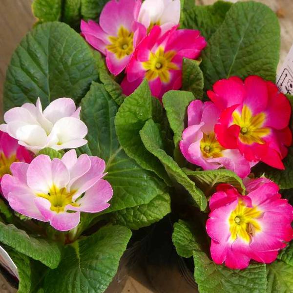 プリムラジュリアン『ちぇりーちぇりー』の苗です。咲き始めは白花で鮮やかなピンクに花色が変化します。日当たりの良い場所で春まで咲きます。日陰で涼しく過ごせれば、夏越しも可能です。 ポットの直径は9cm（3号）です。 2