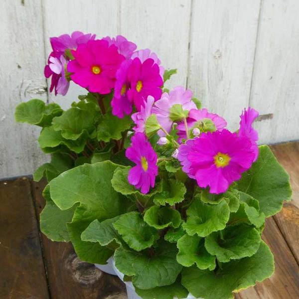 春らしい色合いのプリムラ・オブコニカのバイオレットピンクの鉢植えです。かぶれの原因になるプリミンを含まない品種です。明るいお部屋の窓辺などに飾るのに最適なサイズです。霜が降りない地域でしたら花壇植えにも出来ます。 ポットの直径は12cm（4...