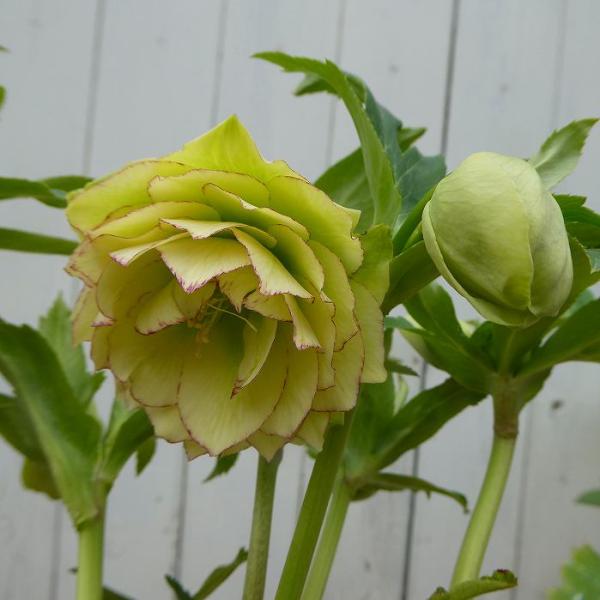 八重咲きのクリスマスローズの鉢植えです。花びらの数が多い『超多弁』な株です。写真の現品をお送りいたします。明るい日陰の湿り気の保てる場所が適しています。鉢植えでも大株に育ちます。寒さに強い丈夫な宿根草です。暑さには若干弱いので夏場は肥料を与...