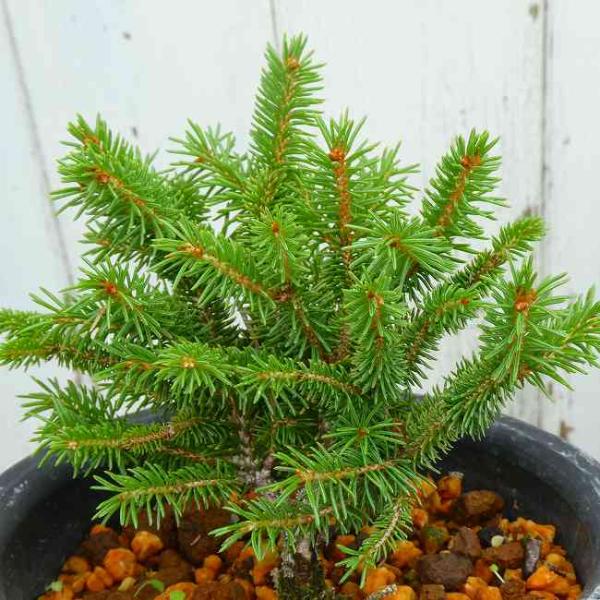 蝦夷松（エゾマツ）の鉢植えです。盆栽の素材としてもお勧めです。 鉢の直径は12cm（4号）です。 2