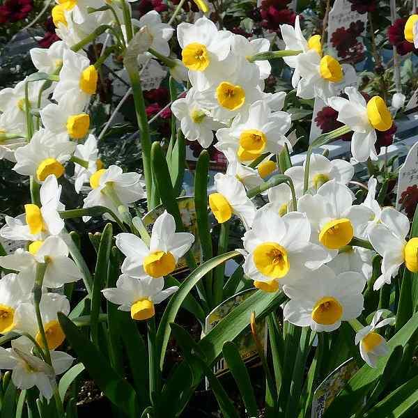 日本水仙の苗です。1月4日現在、ツボミが上がり初めております。まだ寒い時期から香りの良い花が楽しめます。植え放しでも育てられますが球根を掘り起こして寒くなってから植え込んだ方が葉が短く育ち株姿が整います。日当たりの良い場所で育ててください。...