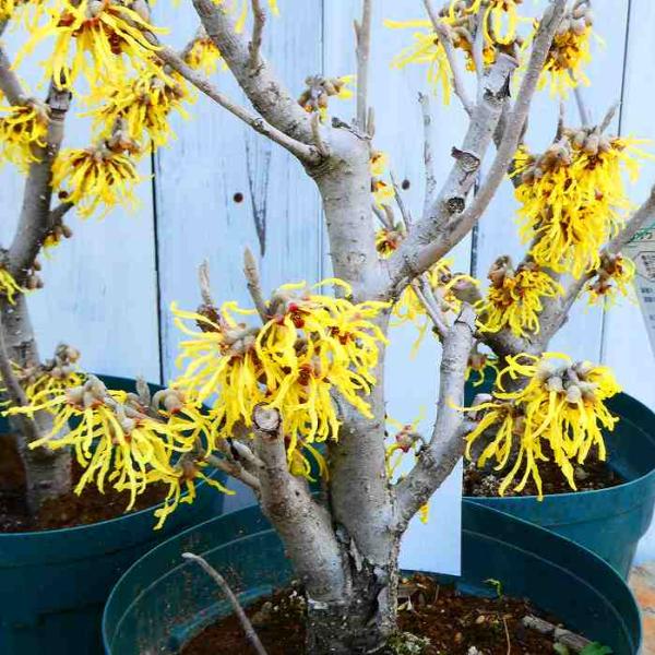 万作(マンサク)の苗木です。12月23日現在、ツボミの状態です。まだ肌寒い春一番に咲き始める花木です。梅と同じ頃に咲きます。株が大きくなると、糸のように細い花びらの黄色花を枝にびっしり咲かせます。いち早く春を感じる事の出来る花木として有名で...