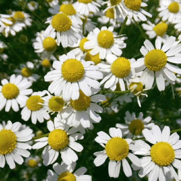 ローマンカモミールの苗です。葉、花共に甘いリンゴの様な香りがあります。ジャーマンカモミールと良く似ていますが違いはローマンは葉にも香りがあり多年草であることです。夏も涼しい国では芝生の様に広がるそうですが日本では蒸れてしまい株が痛むので花後...