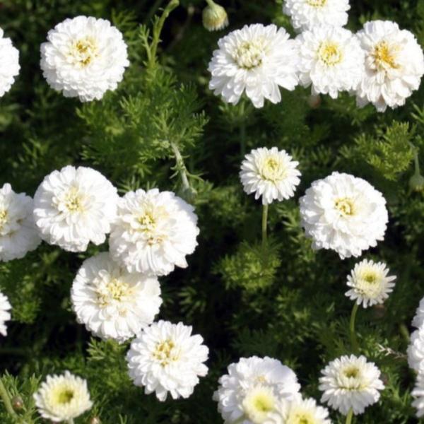 八重咲きローマンカモミールの苗です。これから暖かくなると丸い白い花が咲きます。横に広がる様に育ちます。花だけでなく、葉にも甘い香りがあります。 ポットの直径は10.5cm（3.5号）です。 2