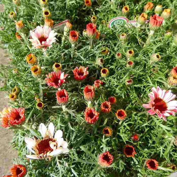 淡いピンクの花色のローダンセマム『エルフピンク』の苗です。初春〜初夏まで咲きます。花が無い時期でも切れ込みの入った、繊細なシルバーリーフが1年中楽しめます。 ローダンセマムは本来寒さに強いですが温室で生産された商品なので徐々に寒さに慣らして...