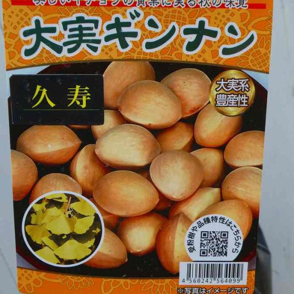 イチョウ（ギンナン）の『久寿』の苗木です。大きく育つと秋に銀杏がなります。大実で豊産性の高い品種です。秋の紅葉も楽しめます。地植えにすると大木になるため植える場所を選定してください。 1ポットの価格です。ポットの直径は13.5cm（4.5号...