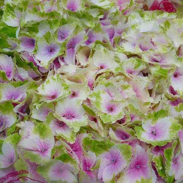 今期の花は終わっております。2枚目の写真のすでに剪定済みの物をお送りします。アジサイ『レモンキス＊ピンク仕立て』の苗です。ライムグリーンの縁取りが入る爽やかな花色です。地植えにすると新芽がこれから伸びて来年の初夏の開花が楽しめます。 鉢の直...