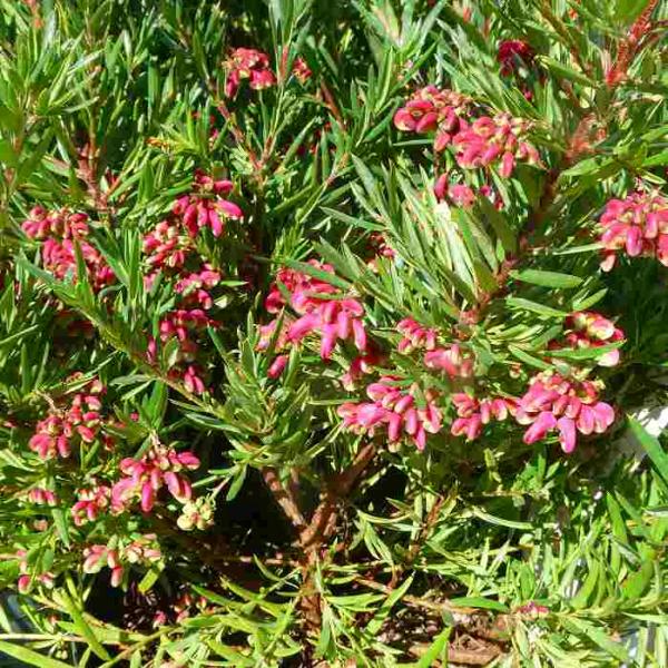 5月9日時点で今期の花はほぼ散っております。ご理解の上、ご検討ください。 グレビレア『ジョンエバンス』です。全体の高さは約60cmです。枝葉が茂ったボリュームある株です。オーストラリア原産の常緑低木です。春を中心に、スパイダーのような赤花を...