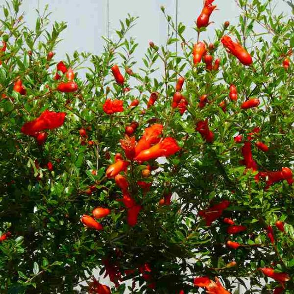 一才ザクロの鉢植えです。小さい株の内からオレンジ色の花がたくさん咲きます。小さい実も実りますがとても小さく食用にはなりません。細かい葉も可愛らしく鑑賞価値があります。暑さ、寒さともに強い落葉樹です。あまり大きく育たないので鉢植えでも楽しめま...