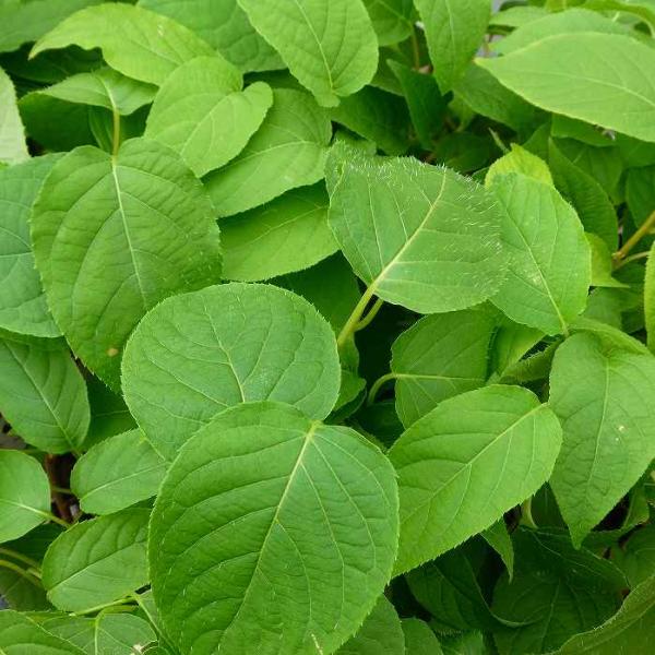 マタタビの苗です。猫が好む草として知られています。落葉性のツル性植物です。フェンスや支柱などにからませて育ててください。春に白い花が咲き、夏に実がなります。暑さ寒さに強い丈夫な植物なので屋外で育ててください。 ポットの直径は10.5cm（3...