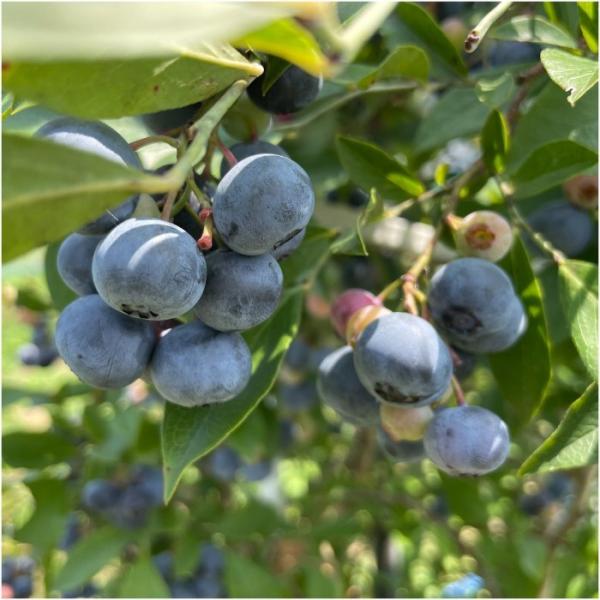 サザンハイブッシュ系のブルーベリー『パシフィックブルー』の苗木です。写真の現品のお送りです。大粒の品種です。実付きを良くするため、同じ系統の別品種を近くに植えることをお勧めします。寒さに強く、育て易い果樹です。初夏頃に収穫が出来ます。 ポッ...