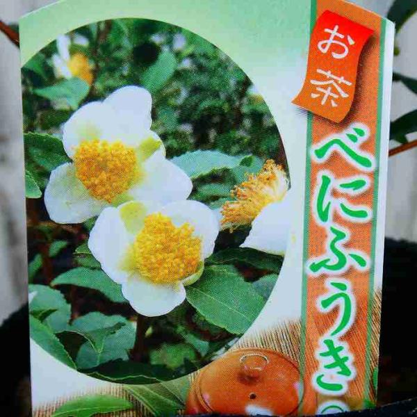お茶『べにふうき』の苗木です。寒冷地以外でしたら地植えでも育てる事が出来ます。垣根としても使えますし、春の新芽を摘んでお茶作りも楽しいかと思います。 ポットの直径は13.5cm（4.5号）です。 2
