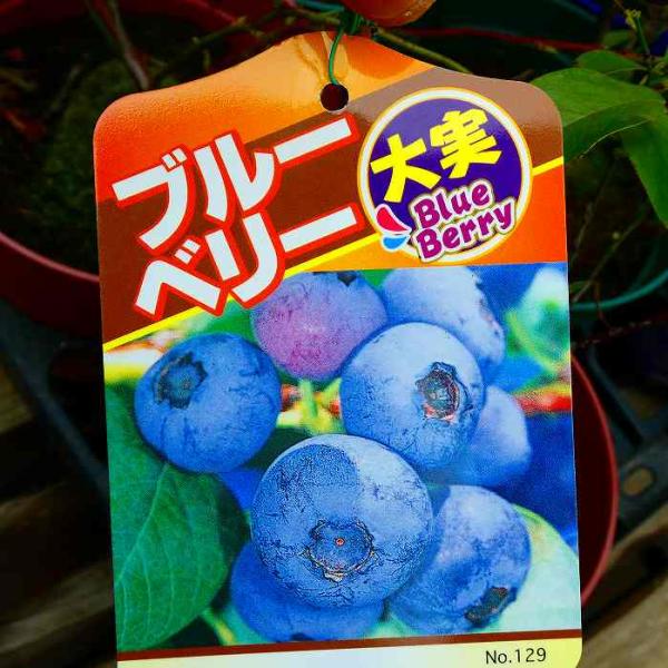 ラビットアイ系のブルーベリー『オースティン』の苗木です。大実の品種です。実付きを良くするため、同じ系統の別品種を近くに植えることをお勧めします。寒さに強く、育て易い果樹です。初夏頃に収穫が出来ます。 ポットの直径は13.5cm（4.5号）で...