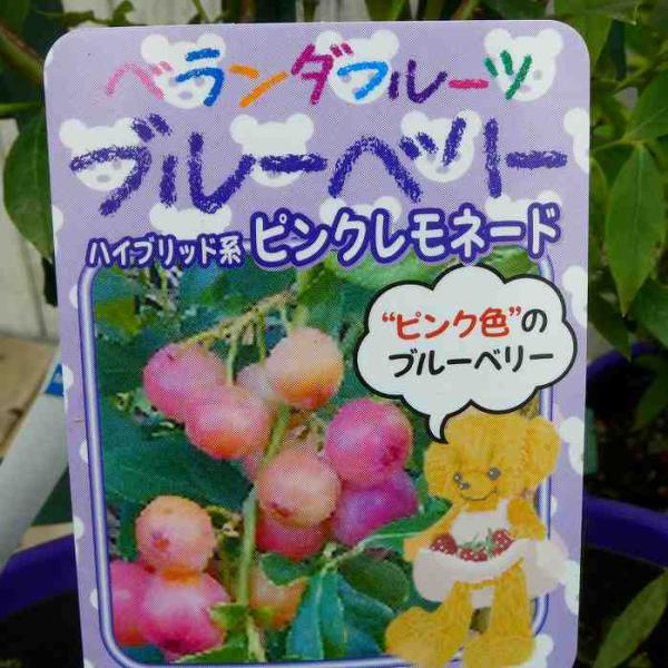ブルーベリー『ピンクレモネード』の苗木です。珍しいピンク実の品種です。6月16日現在、実が付いている株もございますが落果しまう可能性もございます事をご理解お願いいたします。全体の高さは約100cmと大型の苗です。庭植えに最適なサイズです。実...
