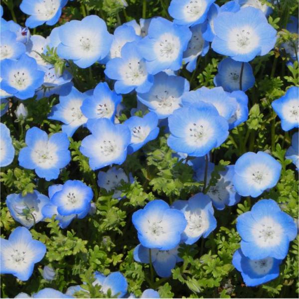 ネモフィラの苗です。毎年人気の春の花です。春の間空色のカップ状の花を次々咲かせます。寒さには強いので、寒冷地以外では今から屋外に植えてください。春真っ盛りの頃に『ひたち海浜公園』の様子が報道されますがその頃には苗の販売は終了しておりますので...