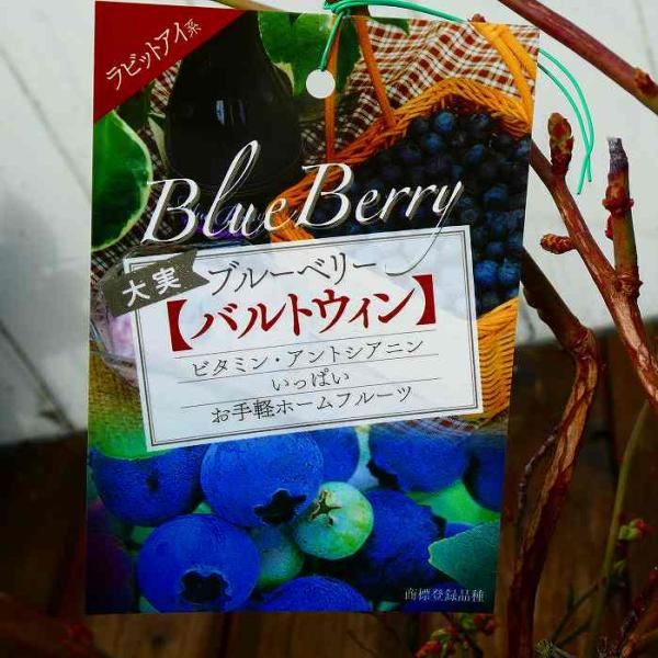 ラビットアイ系のブルーベリー『バルトウィン』の苗木です。写真の3ポットのいずれかのお送りです。大実の品種です。実付きを良くするため、同じ系統の別品種を近くに植えることをお勧めします。寒さに強く、育て易い果樹です。初夏頃に収穫が出来ます。 ポ...