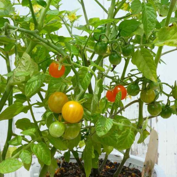 マイクロトマト『リトルプリンセス』の黄色実の鉢植えです。直径1cm程度の小粒のミニトマトです。すでに実り初めておりますので早速楽しめます。実の色が、グリーンからイエロー、オレンジと変化します。プチプチとした食感が楽しい野菜です。普通のミニト...