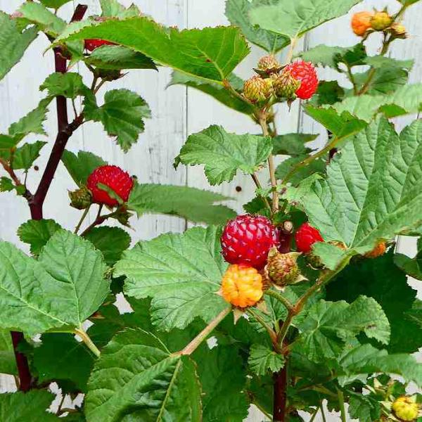 ラズベリー『レッドドリーム』の鉢植えです。枝数が多い充実株です。大きい実が高密度にたくさん付く人気品種です。株姿が直立性なので鉢植えでコンパクトに楽しむ事ができるラズベリーです。春に花が咲き、初夏を中心に実を楽しめます。寒さにも強く屋外で冬...