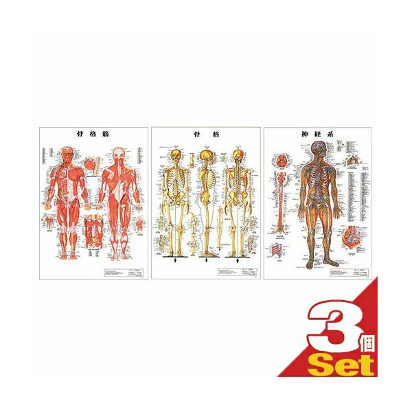 治療室や待合室の装飾としても使えます。専門学校の講義室の壁に貼ったりすることもできます。サイズ:○縦86x横62cm骨格筋 ポスター パネルなし (SR-116A)骨格 ポスター パネルなし (SR-117A)神経系 ポスター パネルなし ...