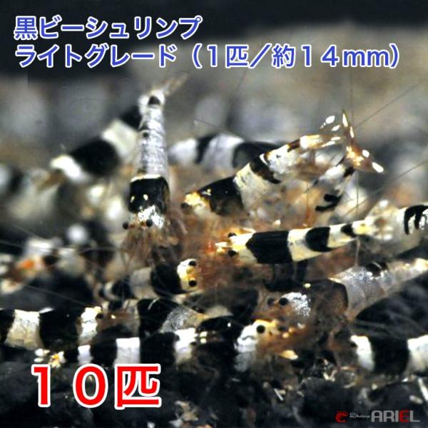 ビギナー向けのスタンダードな黒ビー！死着補償＋２匹【個体サイズ】約１４mm【グレードについて】当店ではライト、ミドル、ハイグレードの３つにグレード分けしています。各グレードは体色（殻）の濃さで分類していて、グレードが高くなるにつれて、体色は...