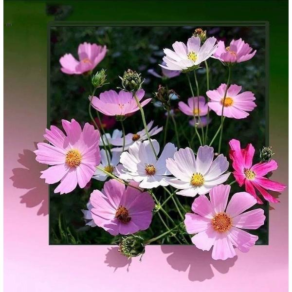 大人も子供も楽しめるダイヤモンドアート。キャンバスの番号にその該当のビーズを貼っていくと、美しい絵が完成します。新しい趣味を見つけたい方、余暇の充実、おうち時間の暇潰し、手先や脳のリハビリに！いつの間にか集中できるのもダイアモンドアートの魅...