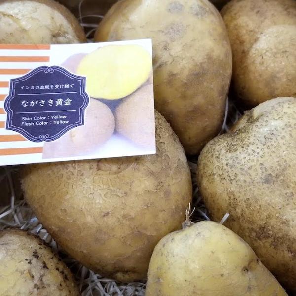 【発売日：2017年10月15日】【送料無料】北海道剣淵町産訳ありながさき黄金５キロ【食用】北海道剣淵町の大地で育ったじゃがいもは、気候と土地がよく農作物はなんでも作ることができる所です。けんぶちVIVAマルシェでは約50種類のじゃがいもを...