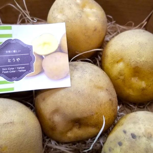 【発売日：2017年10月15日】【送料無料】北海道剣淵町産訳ありとうや10キロ【食用】北海道剣淵町の大地で育ったじゃがいもは、気候と土地がよく農作物はなんでも作ることができる所です。けんぶちVIVAマルシェでは約50種類のじゃがいもを作っ...