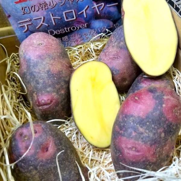 【発売日：2017年10月15日】【送料無料】北海道剣淵町産訳ありデストロイヤー2キロ【食用】北海道剣淵町の大地で育ったじゃがいもは、気候と土地がよく農作物はなんでも作ることができる所です。訳あり品：シワがあるじゃがいもやサイズが小さめ・芽...
