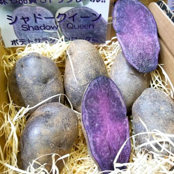 【発売日：2017年10月15日】【送料無料】北海道剣淵町産訳ありシャドークイーン5キロ【食用】北海道剣淵町の大地で育ったじゃがいもは、気候と土地がよく農作物はなんでも作ることができる所です。訳あり品：シワがあるじゃがいもやサイズが小さめ・...