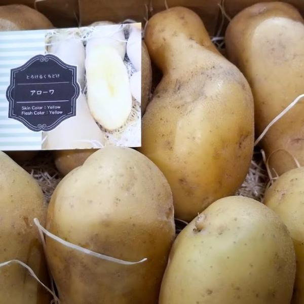 【発売日：2017年10月15日】【送料無料】北海道剣淵町産訳ありアローワ2キロ【食用】北海道剣淵町の大地で育ったじゃがいもは、気候と土地がよく農作物はなんでも作ることができる所です。けんぶちVIVAマルシェでは約50種類のじゃがいもを作っ...