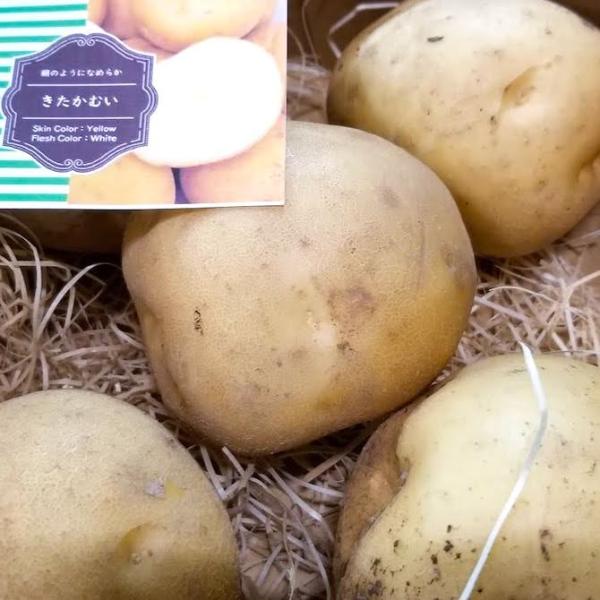 【発売日：2017年10月15日】【送料無料】北海道剣淵町産訳あり北かむい2キロ【食用】北海道剣淵町の大地で育ったじゃがいもは、気候と土地がよく農作物はなんでも作ることができる所です。けんぶちVIVAマルシェでは約50種類のじゃがいもを作っ...